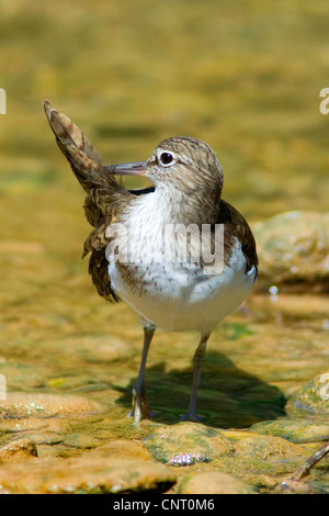 Common Sandpiper close-up front view with feathers fluffed up mode in ...