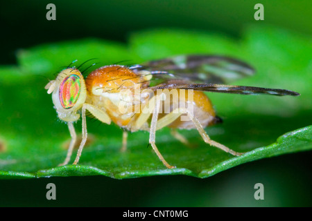 Fruit Flies (Tephritidae Stock Photo - Alamy