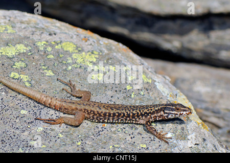 reptile lizard male pyrenees spain reptile reptiles lizard lizards ...