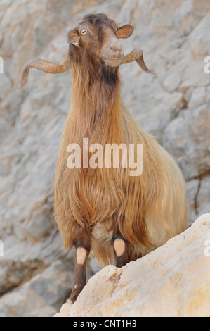 A portrait of a wild goat (Capra aegagrus) which inhabiting forests ...