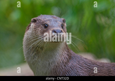 Eurasian otter / European river otter (Lutra lutra) swimming in pond ...