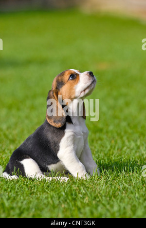 Closeup, portrait of a tricolour beagle dog, looking attentive while ...