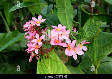 templetree, red plumeria (Plumeria rubra), blooming, Philippines ...