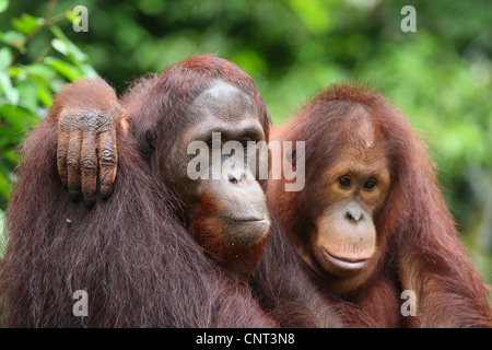 Two orangutan hugging Stock Photo - Alamy