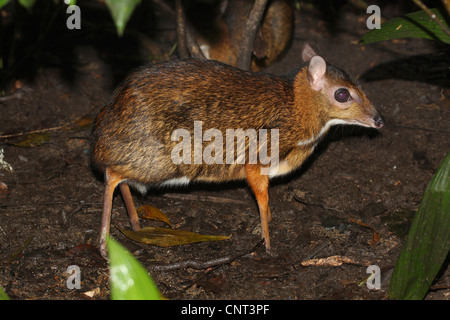lesser Malay chevrotain, lesser mouse deer (Tragulus javanicus), lying ...