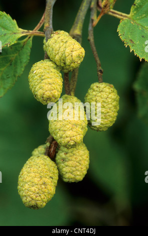 Red Alder (Alnus rubra Stock Photo - Alamy