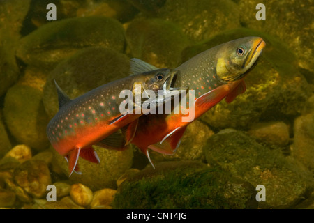 Arctic charr (Salvelinus alpinus) males showing breeding colours, in a ...