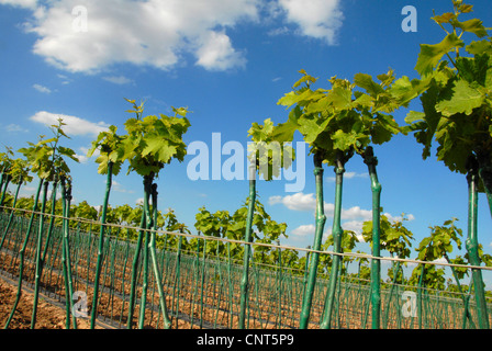 grape (Vitis spec.), vine nursery, Germany, Rhineland-Palatinate Stock ...