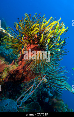 A colony of multi-colored Crinoid feather stars (Crinoid sp) attached ...