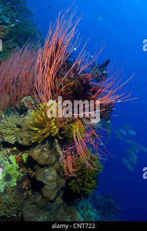 A colony of multi-colored Crinoid feather stars (Crinoid sp) attached ...