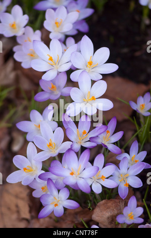 Crocus blossoms in the botanical garden, Rostock, Mecklenburg ...
