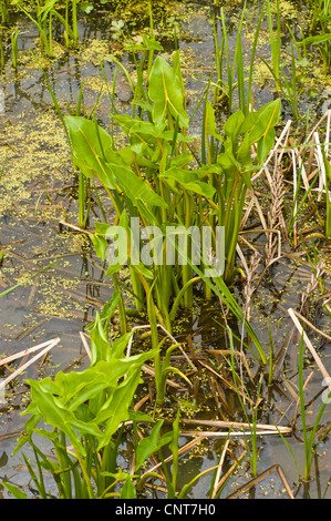 Broadleaf Arrowhead - Duck Potato - Indian potato - Wapato (Sagittaria ...