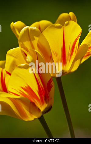Yellow tulip flowers with red stripe growing on flower bed in UK park ...