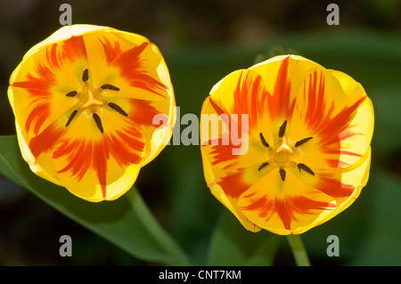 Macro view of a blooming tulip with vibrant pink and yellow hues ...