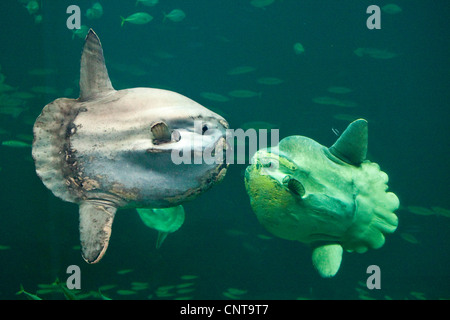 ocean sunfish (Mola mola), heaviest known bony fish in the world Stock ...