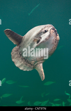 ocean sunfish (Mola mola), heaviest known bony fish in the world Stock Photo - Alamy