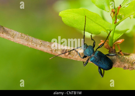 Violet tanbark beetle, Callidium violaceum, Blauvioletter Scheibenbock ...