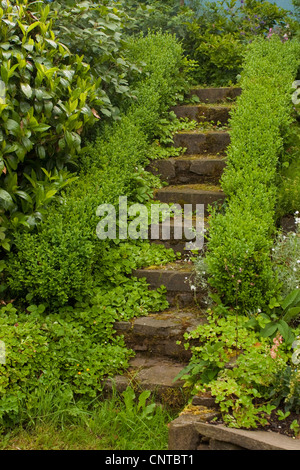 Two row stonecrop (Sedum spurium 'Fuldaglut' syn. Phedimus spurius ...