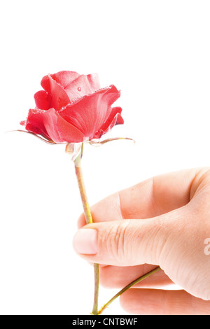 rose (Rosa spec.), cutted out Stock Photo - Alamy