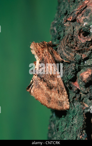 coxcomb prominent (Ptilodon capucina), sitting on a stem, Germany Stock ...