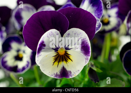 Fragrant small Viola flowers Stock Photo - Alamy