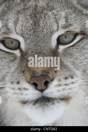Eurasian lynx (Lynx lynx), nose, hair, detail, Bavaria, Germany Stock ...