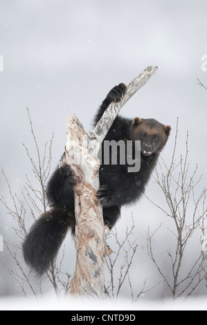 Wolverine (Gulo gulo) in tree, Norway Stock Photo - Alamy