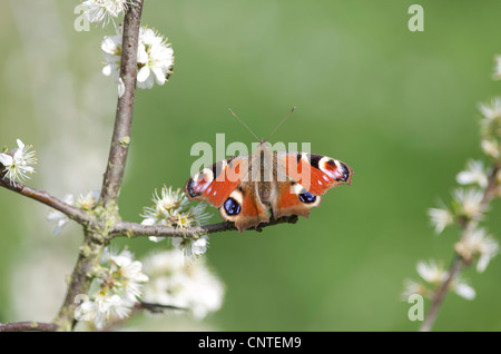 Peacock butterfly (Inachis io), Essex, UK,summer Stock Photo - Alamy