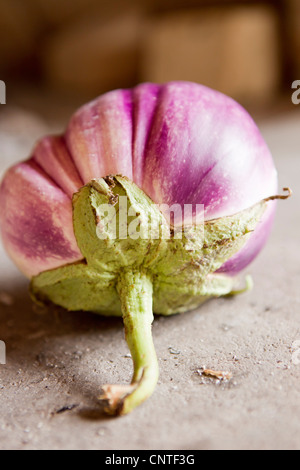close up of purple peony in garden at summer Stock Photo - Alamy