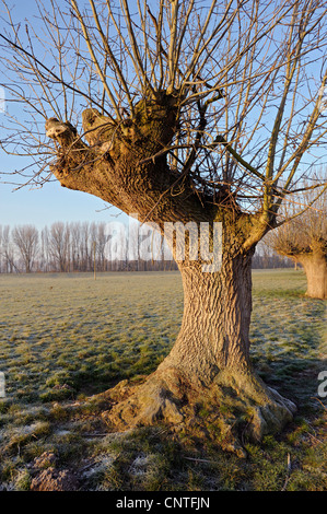 Deciduous Trees With Hoarfrost, North Rhine-Westphalia, Germany, Europe ...