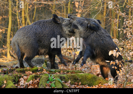 Two aggressive wild boars (Sus scrofa) in the snow in winter fighting ...