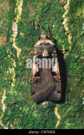 The upper side of a Setaceous Hebrew Character Moth, Xestia c-nigrum ...