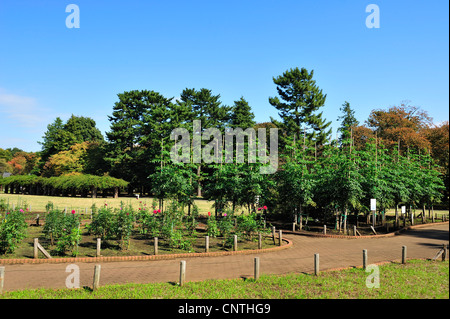 Koganei Koen, Koganei City, Tokyo, Japan Stock Photo - Alamy