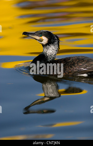 Great Cormorant swimming on the lake in public park of Tervuren Stock ...