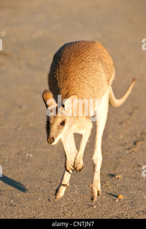 Australian agile wallaby on beach, cape hillsborough, mackay,north ...