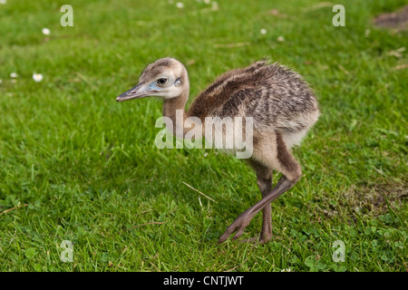baby rhea americana Stock Photo - Alamy
