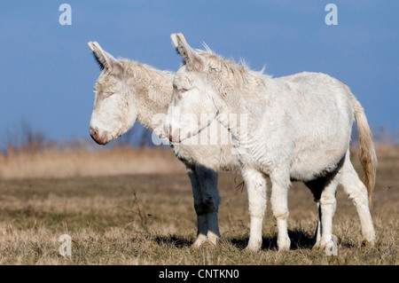 domestic donkey (Equus asinus f. asinus), albino donkey, mare with foal ...