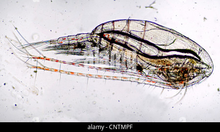 Copepod (Calanus finmarchicus), The planktonic Crustacean Calanus ...