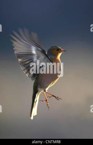 Chaffinch (Fringilla coelebs) adult male, foraging on ground under ...
