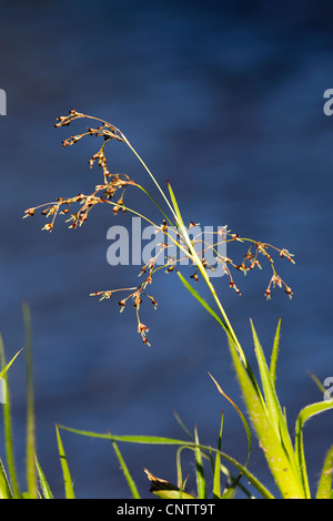 Luzula sylvatica, Great Woodrush Stock Photo - Alamy