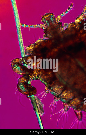 Marine Crustacean microscopic Stock Photo - Alamy