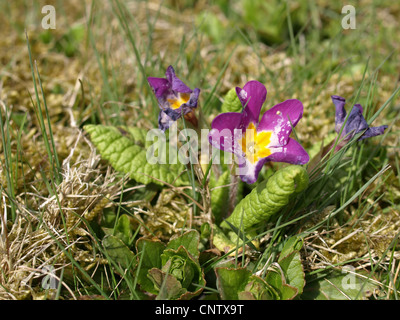 Close up of white pink primel (Primula) background Stock Photo - Alamy