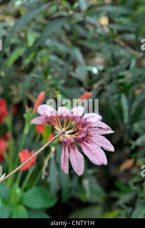 ORCHID Bulbophyllum Louis Sander gx Orchidaceae Cirrhopetalum 'Louis ...