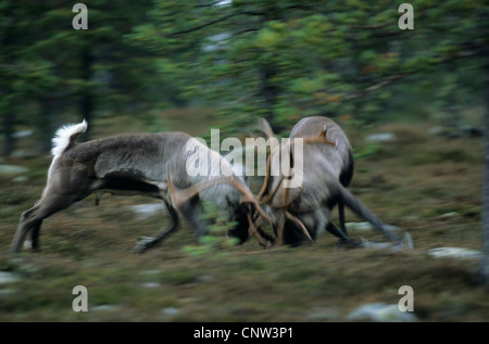Wild reindeer (Rangifer tarandus). Fighting males in autumn ...