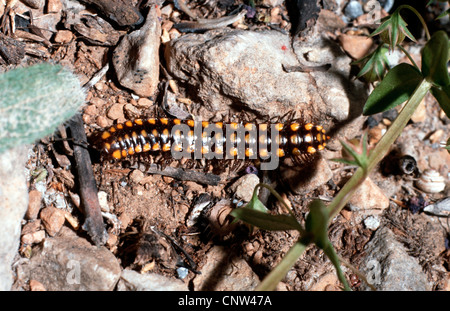 Flat-backed millipede, Polydesmus complanatus on fungi, macro photo ...