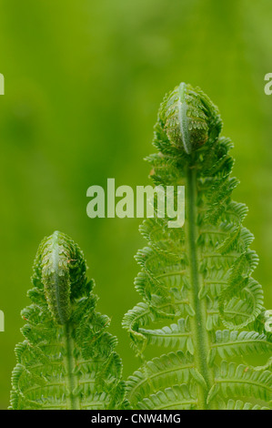 Green rolled up plant's leaf Stock Photo - Alamy