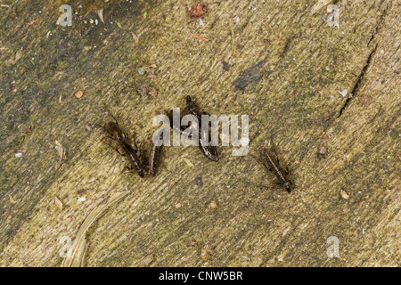 European chicken flea (Ceratophyllus gallinae Stock Photo - Alamy