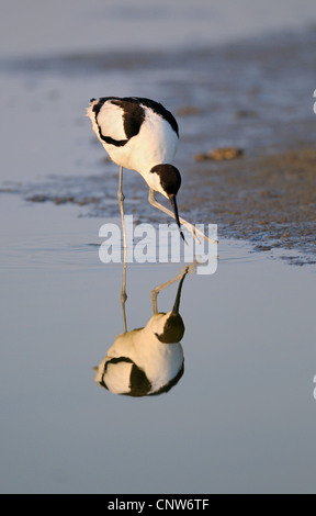pied avocet (Recurvirostra avosetta), on the feed, Netherlands, Texel ...