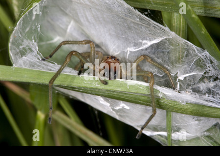 European sac spider, yellow sack spider (Cheiracanthium punctorium), at ...