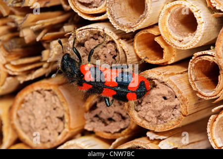 bee beetle, bee wolf (Trichodes alvearius), sitting on crysanthemum ...
